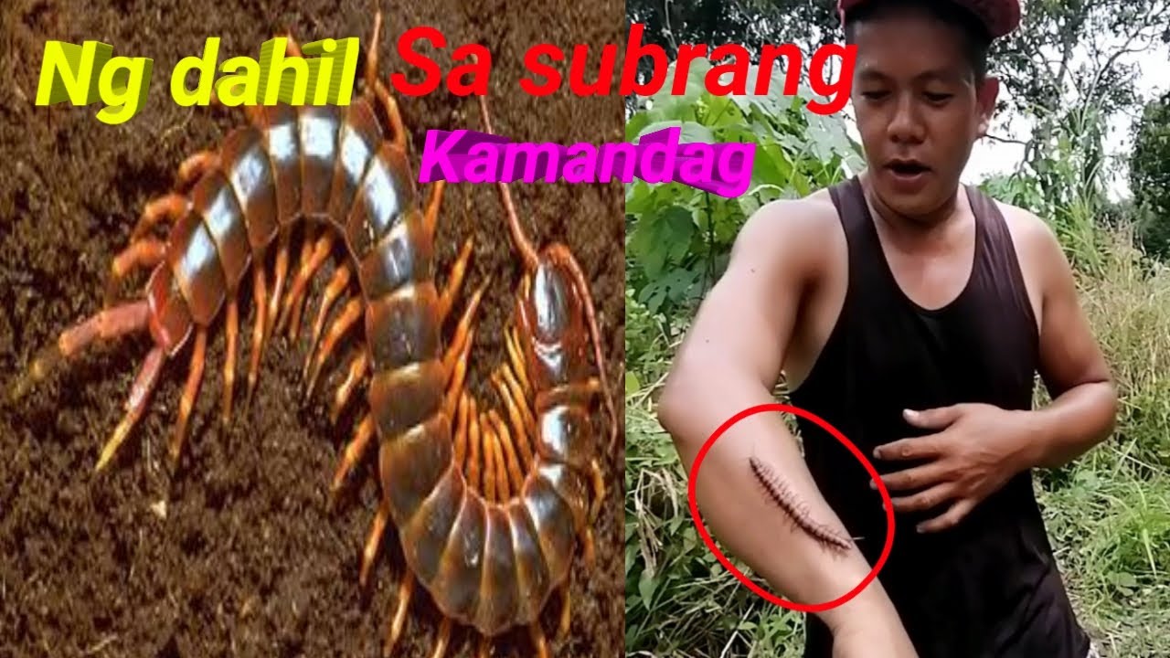 Philippine Languages Today's Word Is Alupihan (centipede), 46% OFF