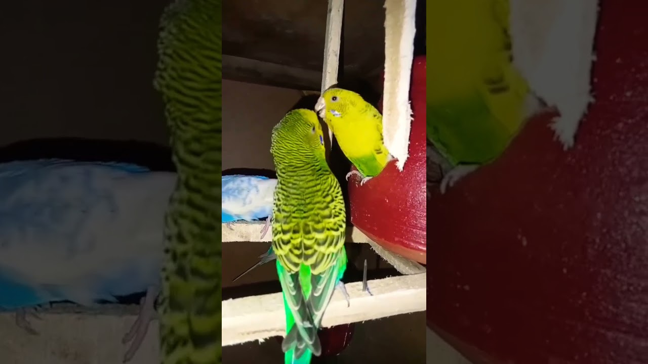 birds parrot fast breed #shortvideo #adilbirdslover - YouTube