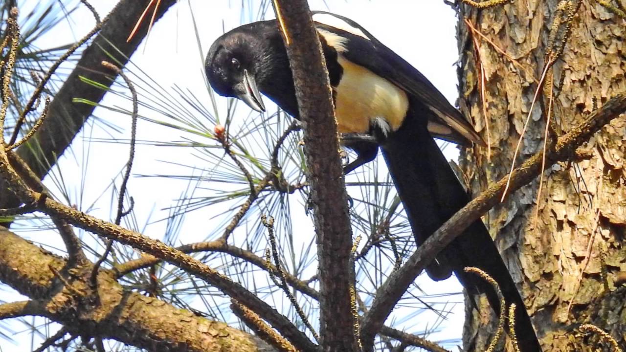 世界一賢い鳥!? カササギ【 Magpie, the smartest bird!? 】【Gazza】 - YouTube