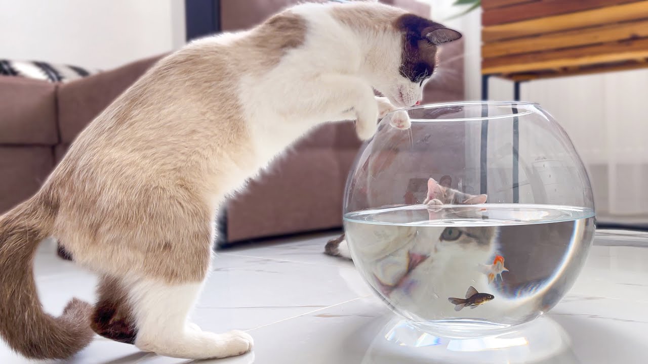 Funny Cats Reaction to Fish - YouTube