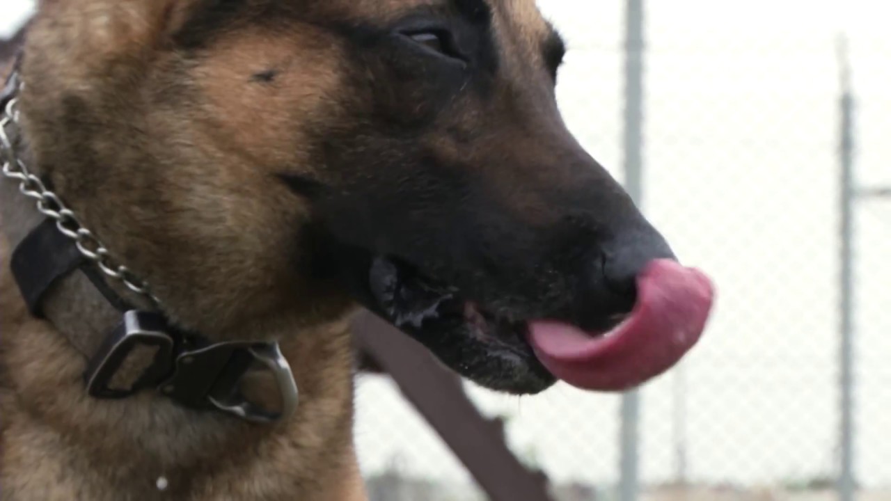 Military Working Dog Bite - YouTube