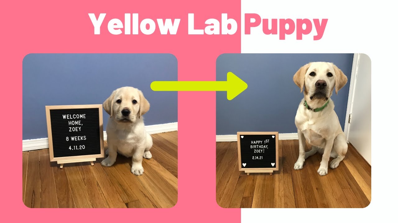 Watch A Yellow Lab Puppy Grow From 8 Weeks to One Year - YouTube