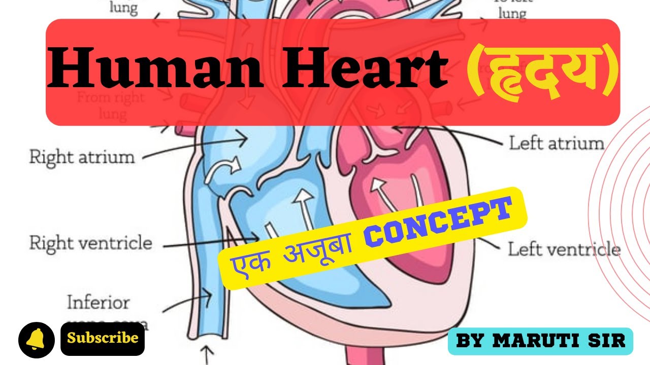 ह्रदय कैसे काम करता है ? | Human Heart & Its Function | SSC ,CGL, CHSL ...