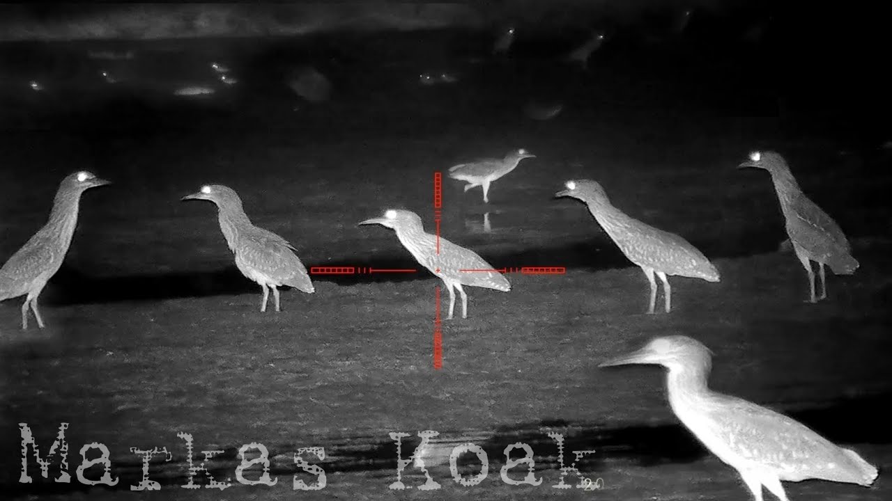 Hunting Hama Koak || Jontrot Siluman, Part 2 - YouTube