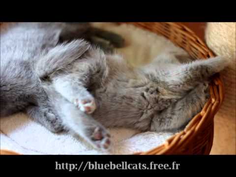 Chaton scottish fold joue, chaton British dort - YouTube