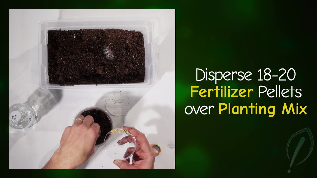 Wisconsin Fast Plants® Video | How to Plant with a Deli-Container ...
