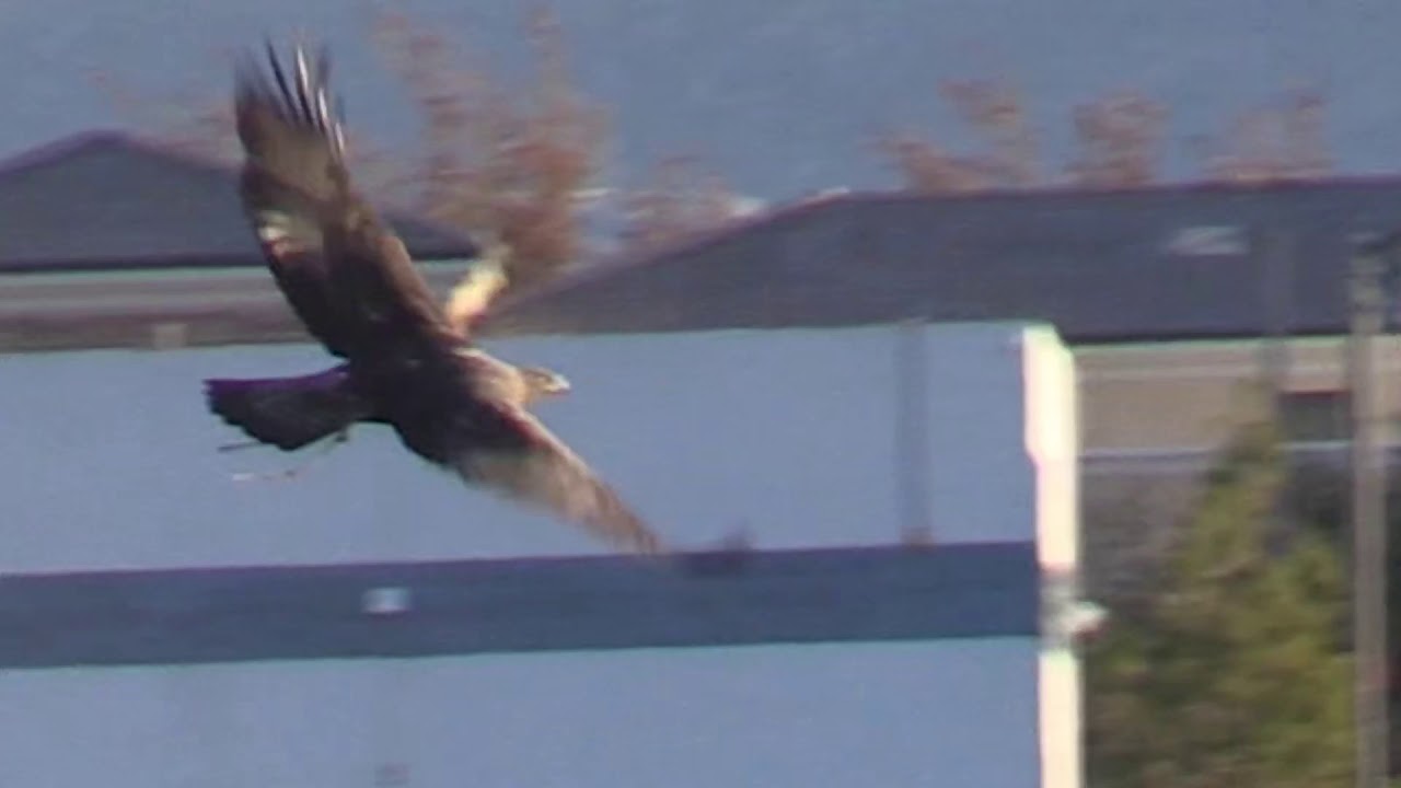 Golden Eagle Action hunting. Eagle falconry - YouTube