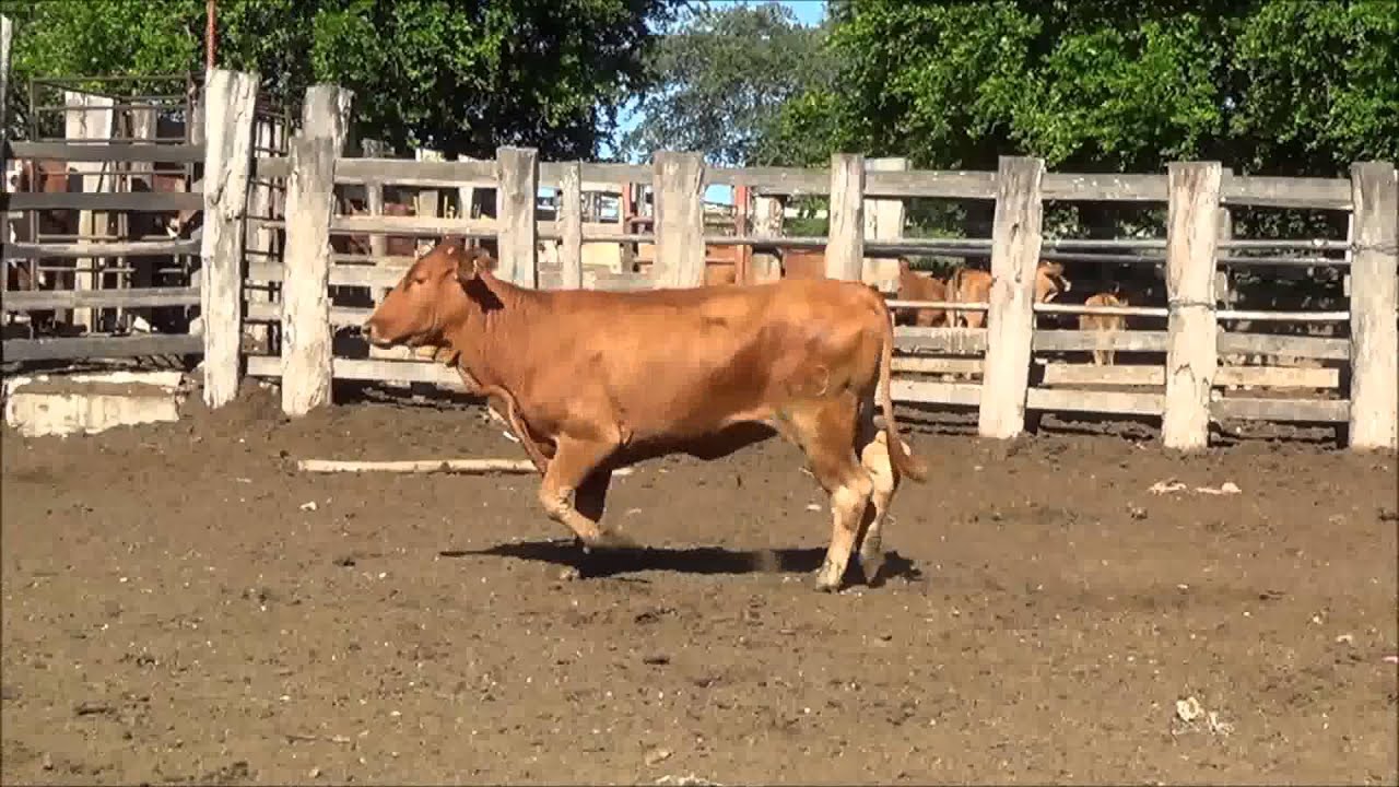 Beefmaster Novillonas lote 16 - YouTube