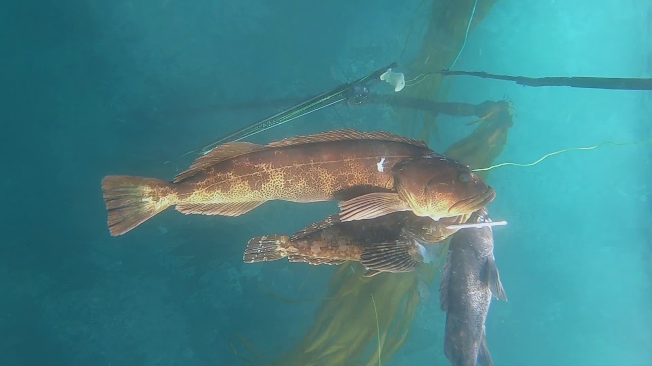2020 Spearfishing Highlights - YouTube
