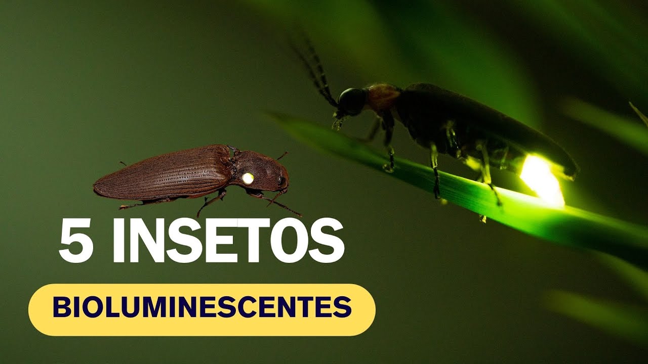 5 TIPOS DE INSETOS BIOLUMINESCENTES - YouTube