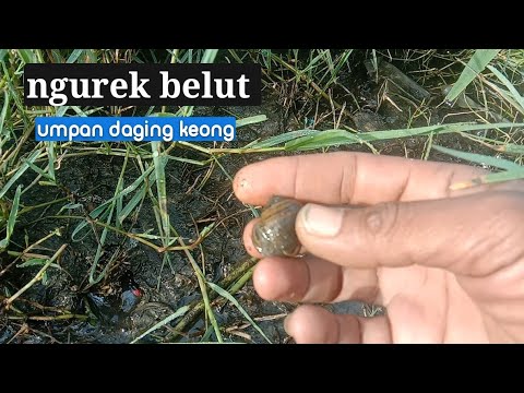 NGUREK BELUT PAKE UMPAN KEONG LAHAP SEKALI BELUT MAKANNYA