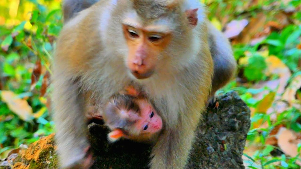 Monkey mother protects her baby for fear of being abused by other ...