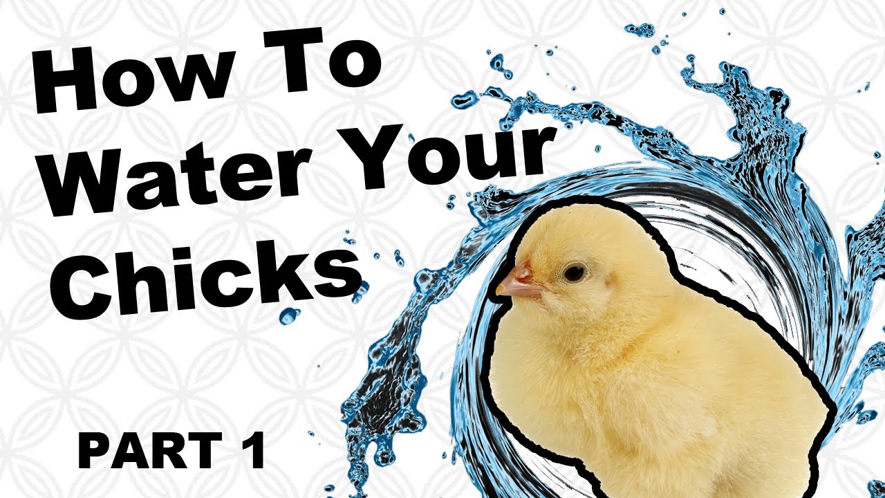 How To Water Your Chicks - Part 1 - YouTube