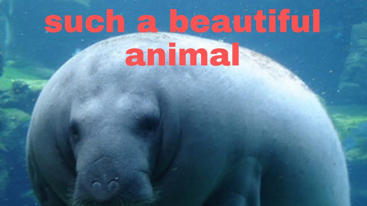 swimming with this amazing animal so breathtaking the manatee otherwise ...