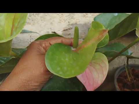 326 සිඩ් ප්ලන්ට් නොමිලේ #Rohini anthurium plant # agricultural # plant#ගෙවතු වගා #ස්වයන් , රැකියා 