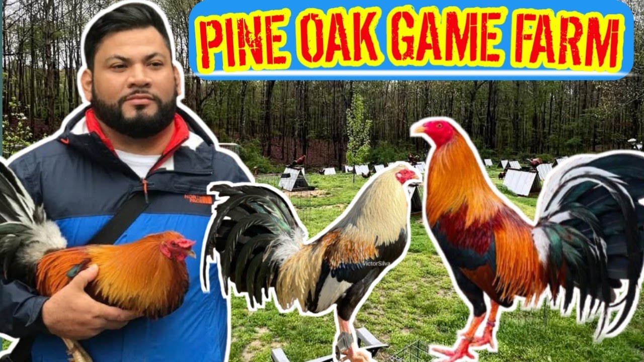 Pine Oak Farm Victor Silva 🇺🇸🐓🐓🐓💥💥 - YouTube