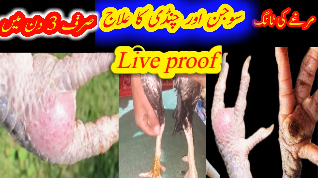 rooster legs swelling treatment ! rooster leg problems! مرغے کی ٹانگ کی ...