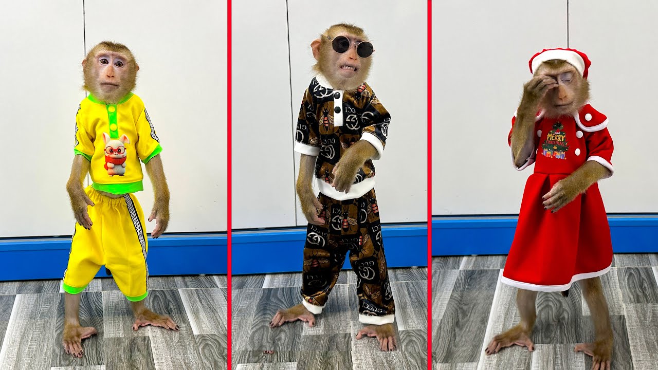 Monkey Kaka looking so beautiful and cute in new clothes - YouTube
