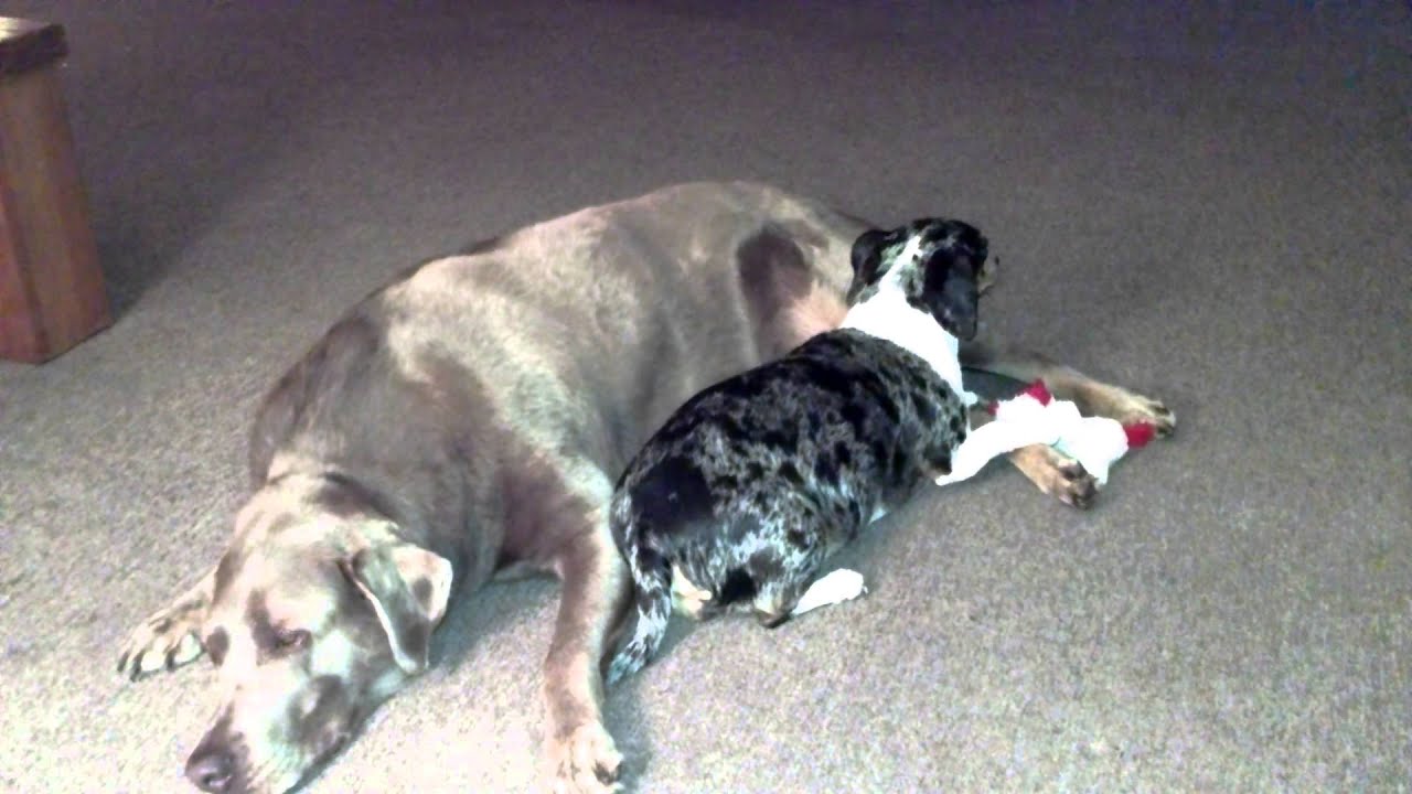 Green orbs flying around the dogs - YouTube