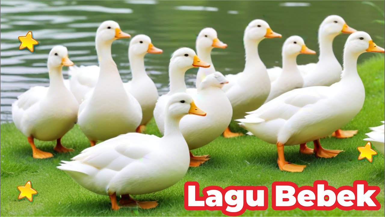bebek berenang besar , bebek entok berenang , bebek adus kali adus kali ...