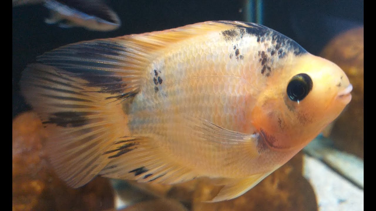 😍PEIXE PAPAGAIO 🐦(PARROT FISH BLOOD) APÓS 2 MESES!!! - YouTube
