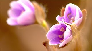 Ohio's Spring Wildflowers