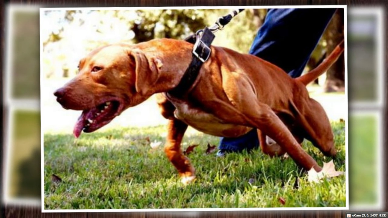The American Pitbull terrier APBT GAMEDOG IP MAN Kennel's!!!!!!! - YouTube