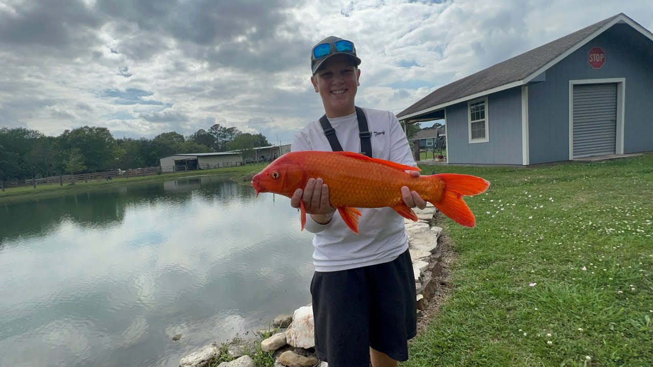 Catching HUGE KOI on BREAD! (Transporting them to our pond!) - YouTube