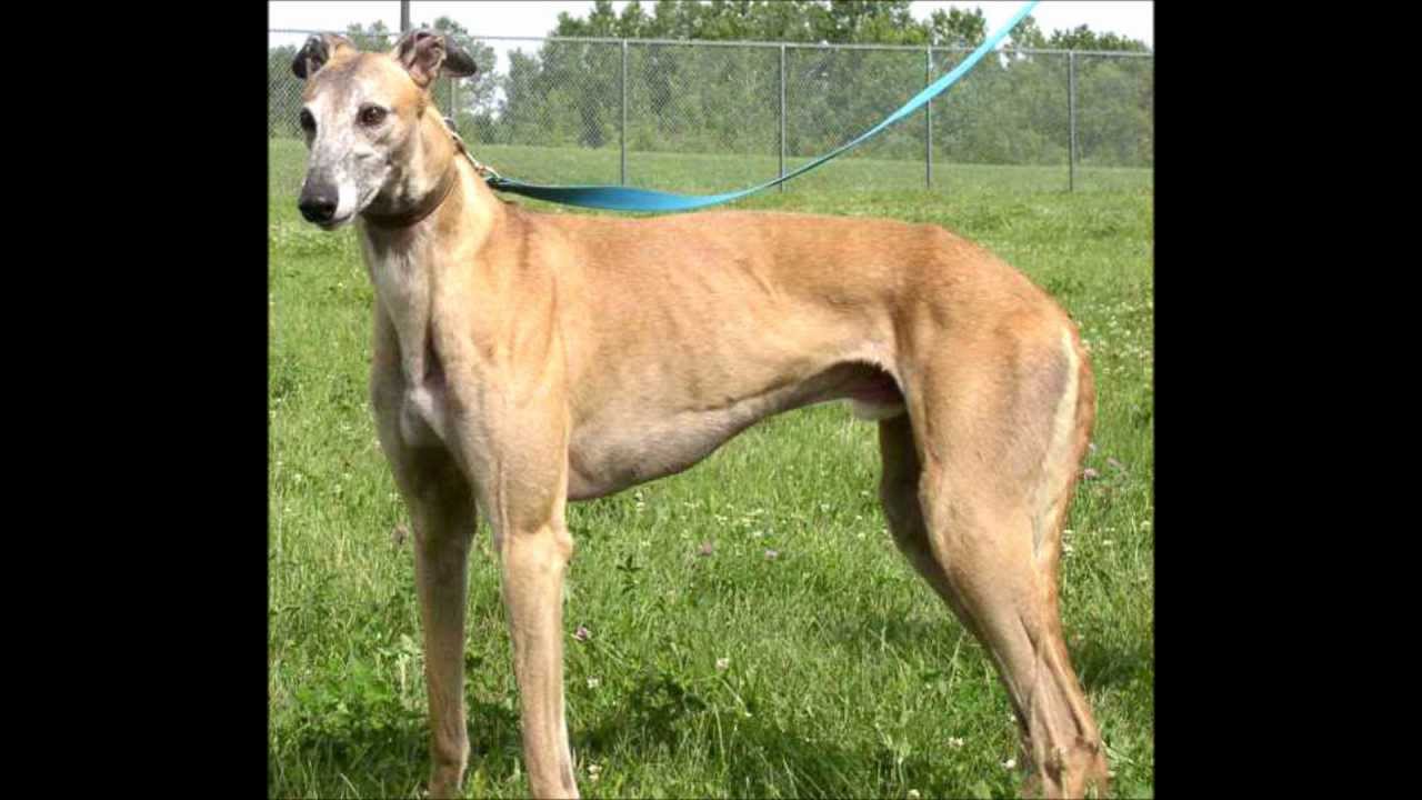 Spencer (Dutch Laser) greyhound, 11/25/00 - 3/29/13 - YouTube