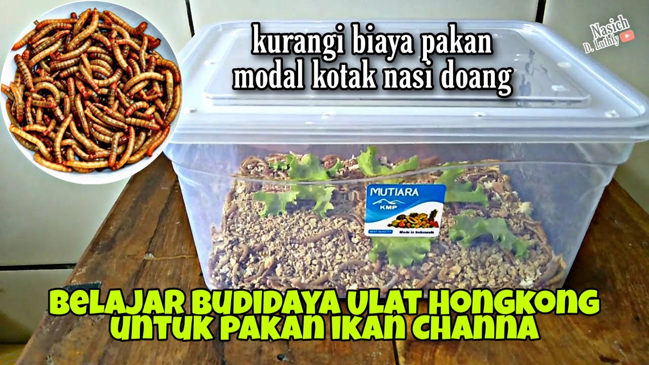 Budidaya Ulat Hongkong Sekala Hobi, Menekan Biaya Pakan Ikan Channa ...