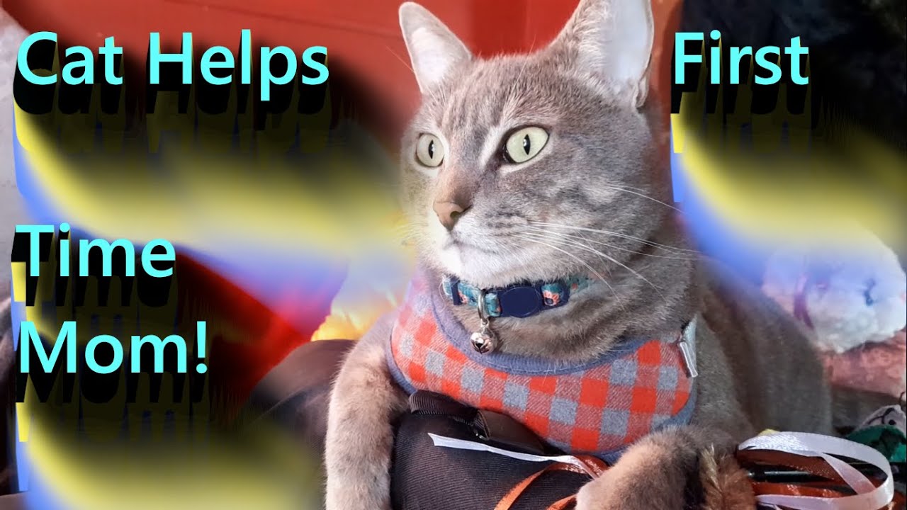 Cat Helps First Time Mom - YouTube