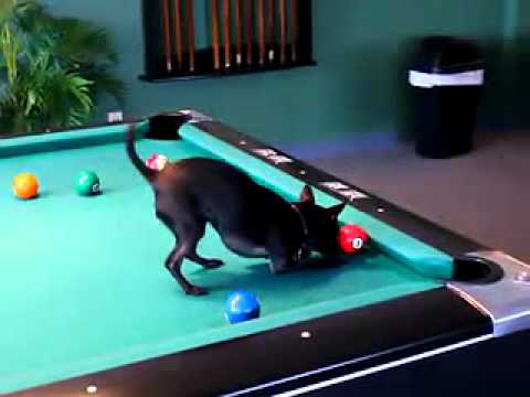 Funny dog playing pool - YouTube
