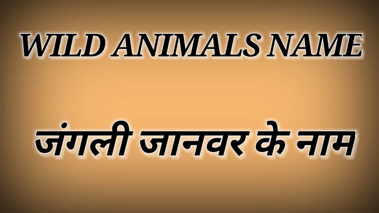 wild animals name । jangali janwar ke nam - YouTube