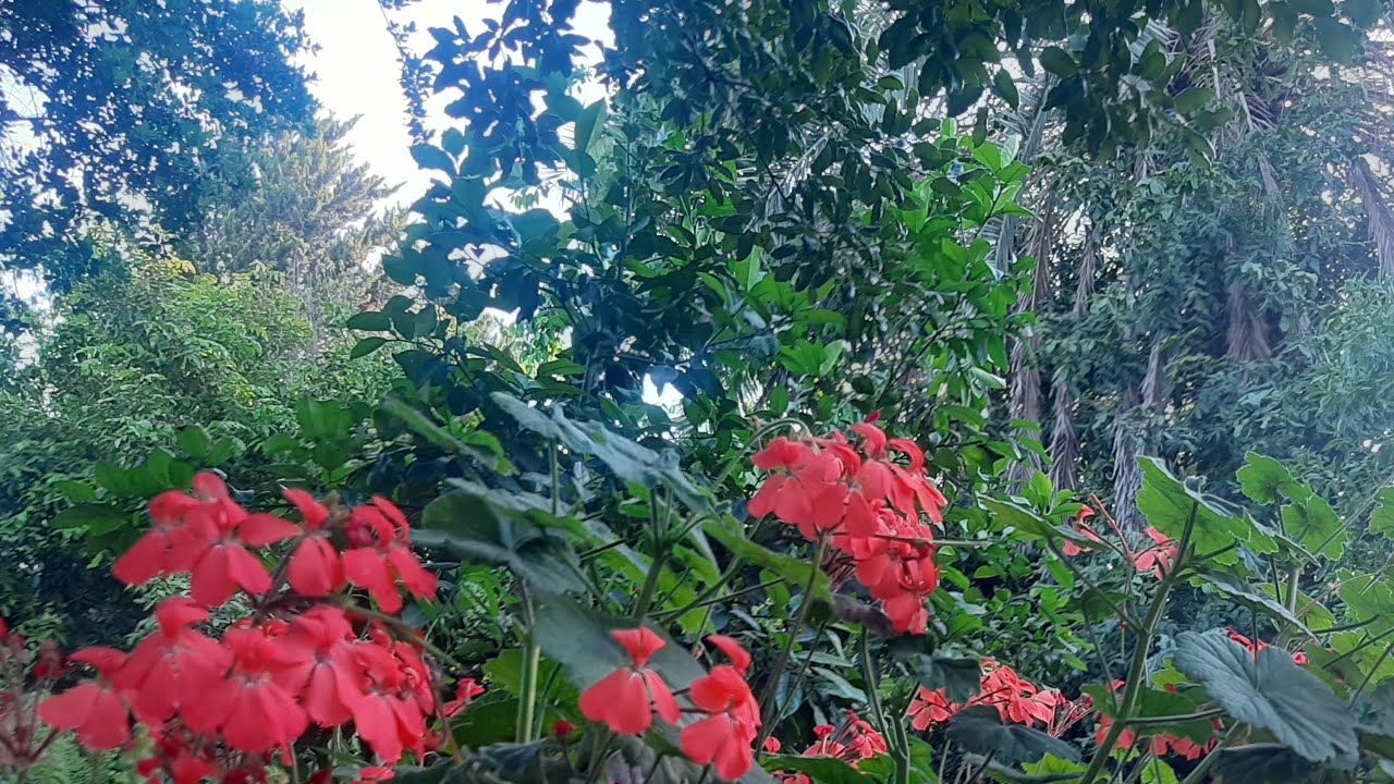 Magdilig Ng Halaman Ang INDAY - YouTube