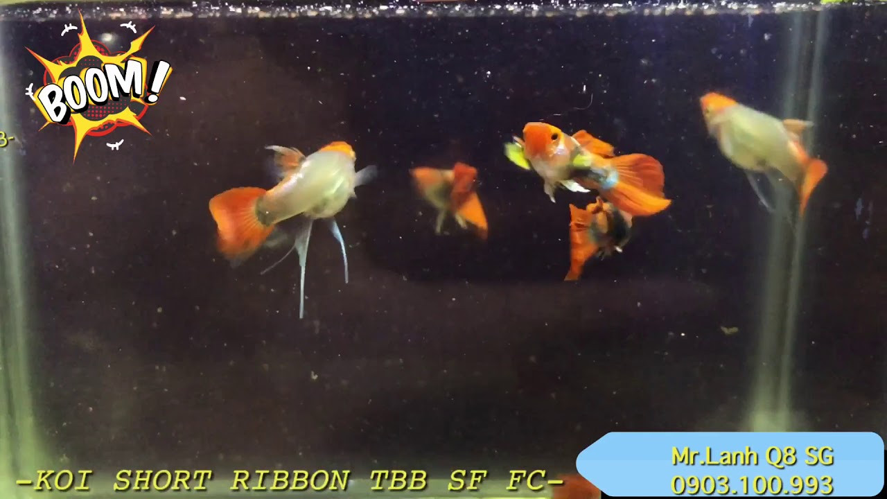 Guppy Koi Short Ribbon - Q8 HCM - YouTube