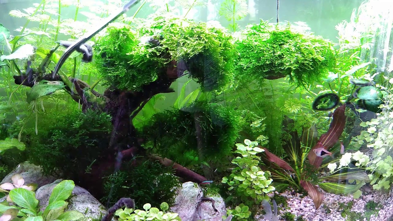 Java moss needed a trim, the 501 gravel cleaner was a big help - YouTube
