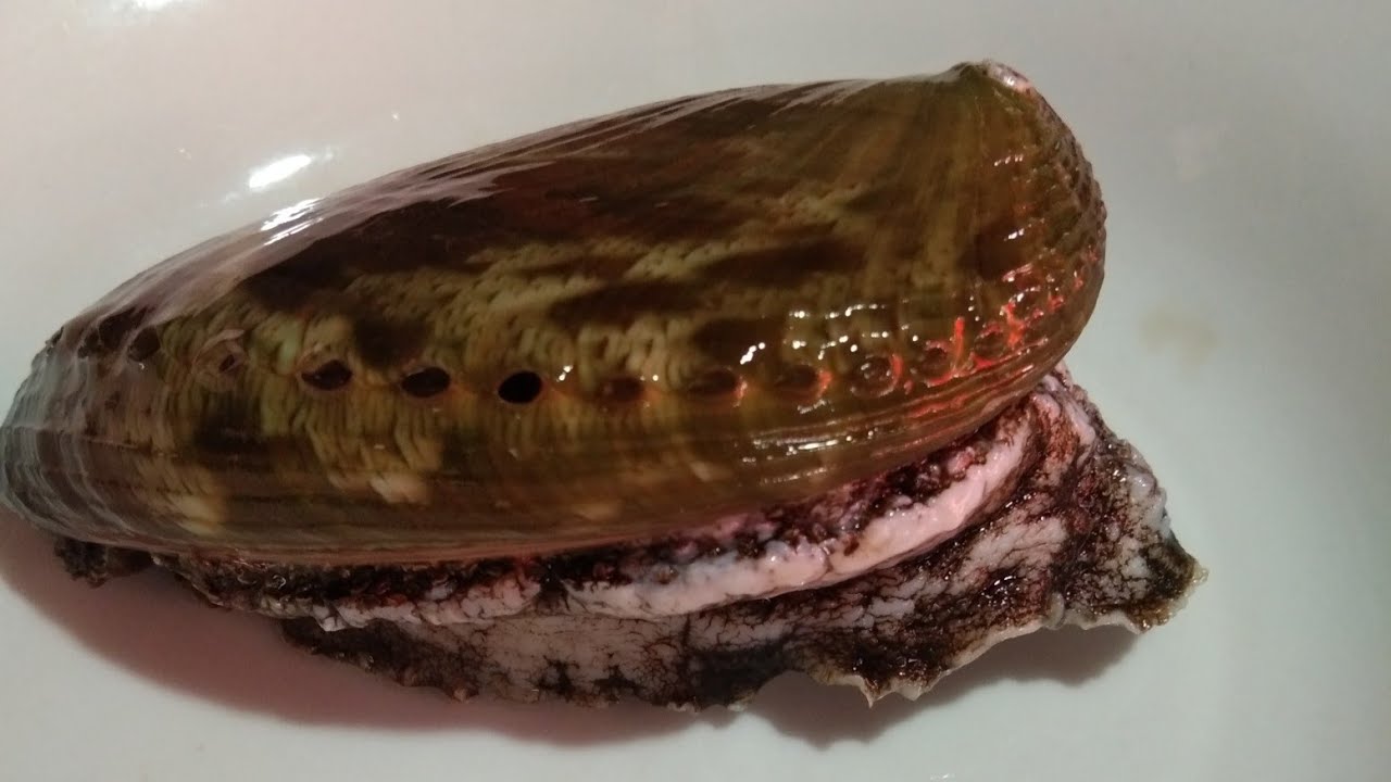 ABALONE or KAPINAN SHELL #Shorts - YouTube