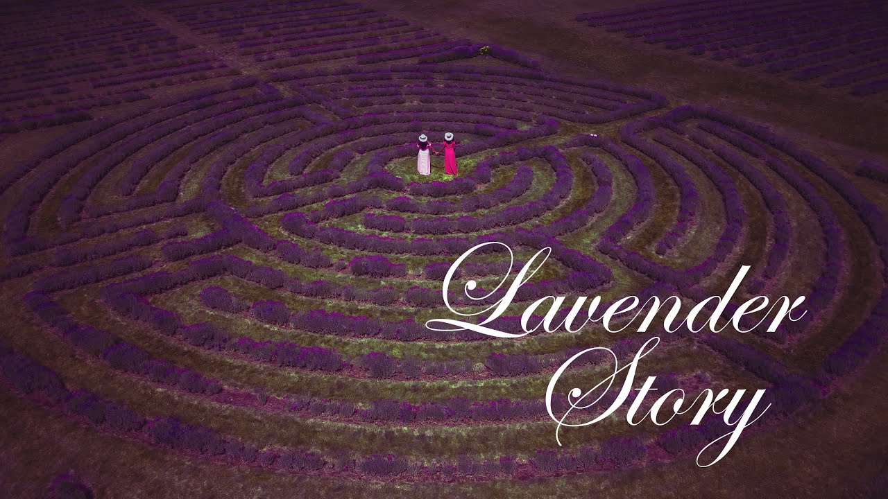Lavender Story | Cinematic Video (4K) | Canada - YouTube