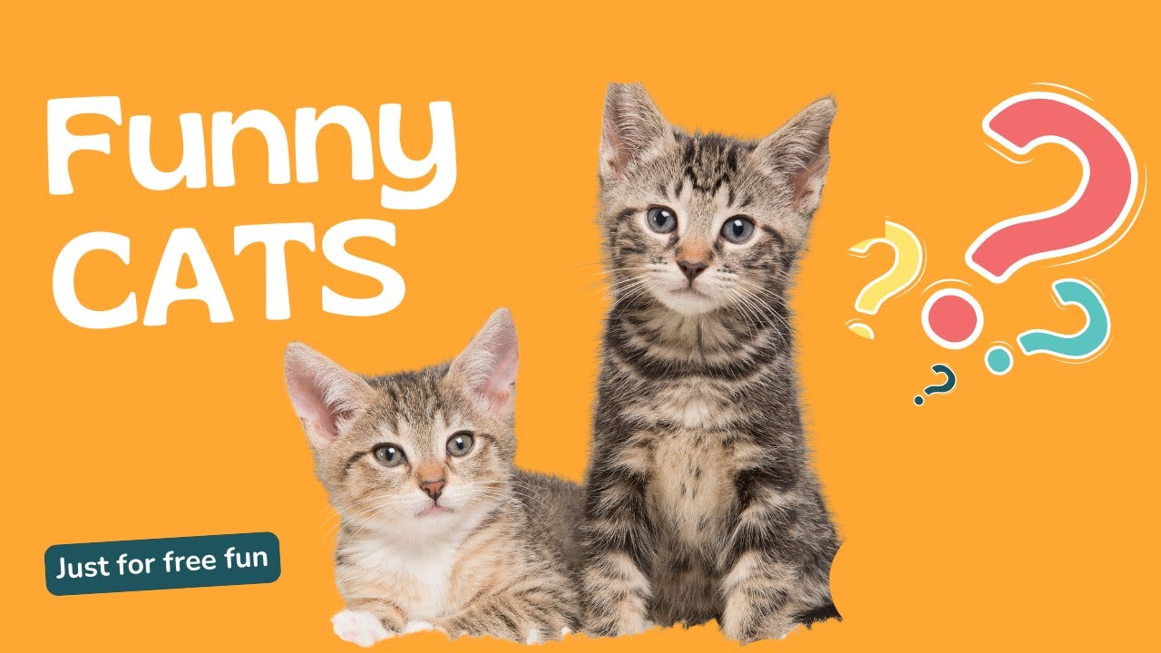 Your cat can change your mode || Funny Cats - YouTube