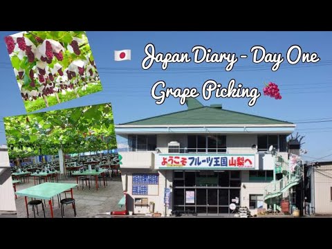 Japan Diary - Misaka Grape Farm ( Fujiyama - P1) 🇯🇵