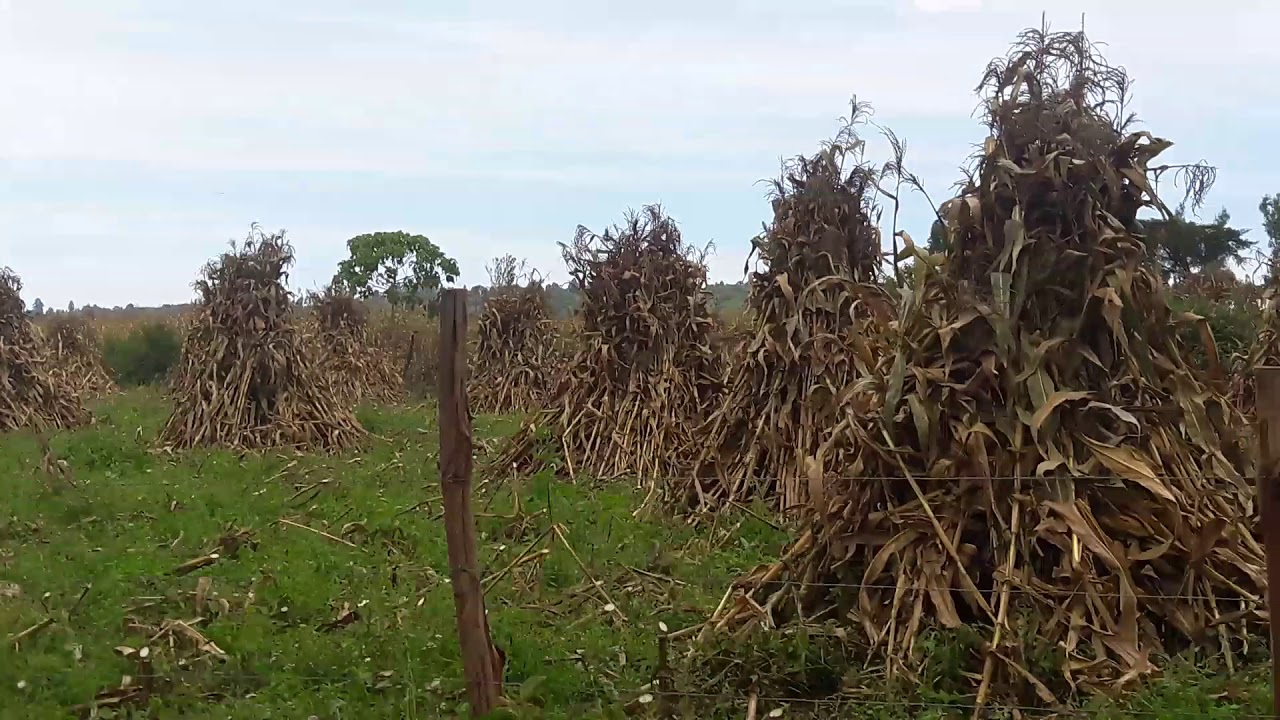 Harvest time, drying the maize stalks - YouTube