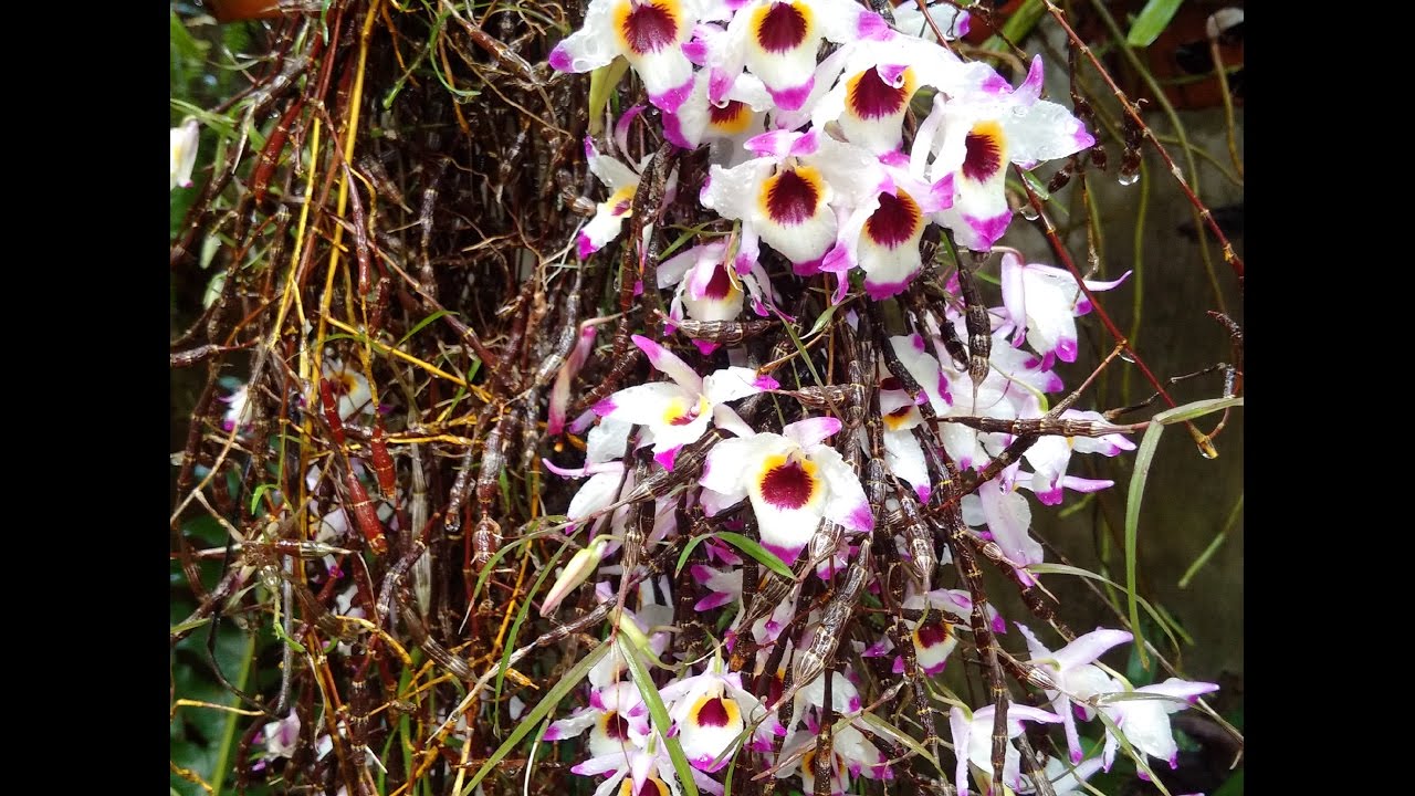 Lung linh Trúc Mành Nở Hoa tuyệt đẹp | Orchid |Dendrobium falconeri ...