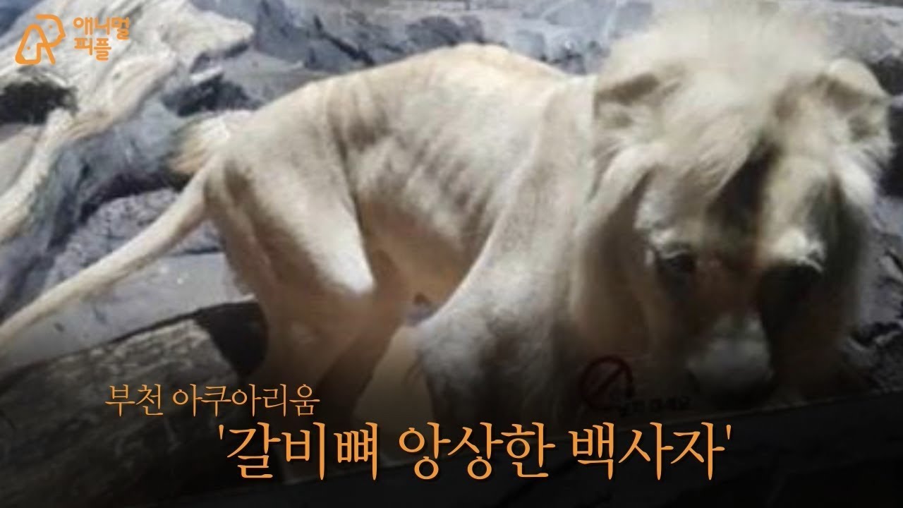 갈비뼈 앙상한 '백사자' 직접 가보니 [애니멀피플] A thin lion in a zoo - YouTube