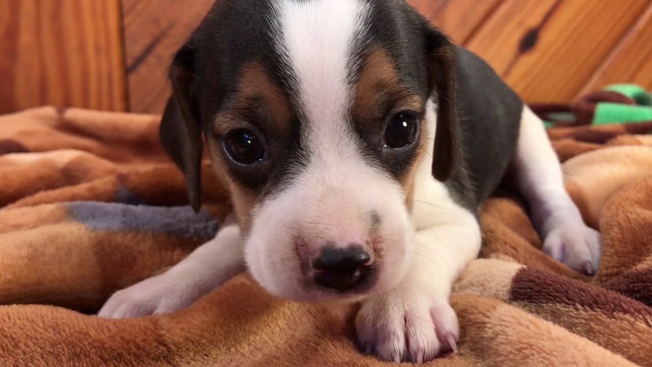 Chess Male Queen Elizabeth Pocket Beagle - YouTube