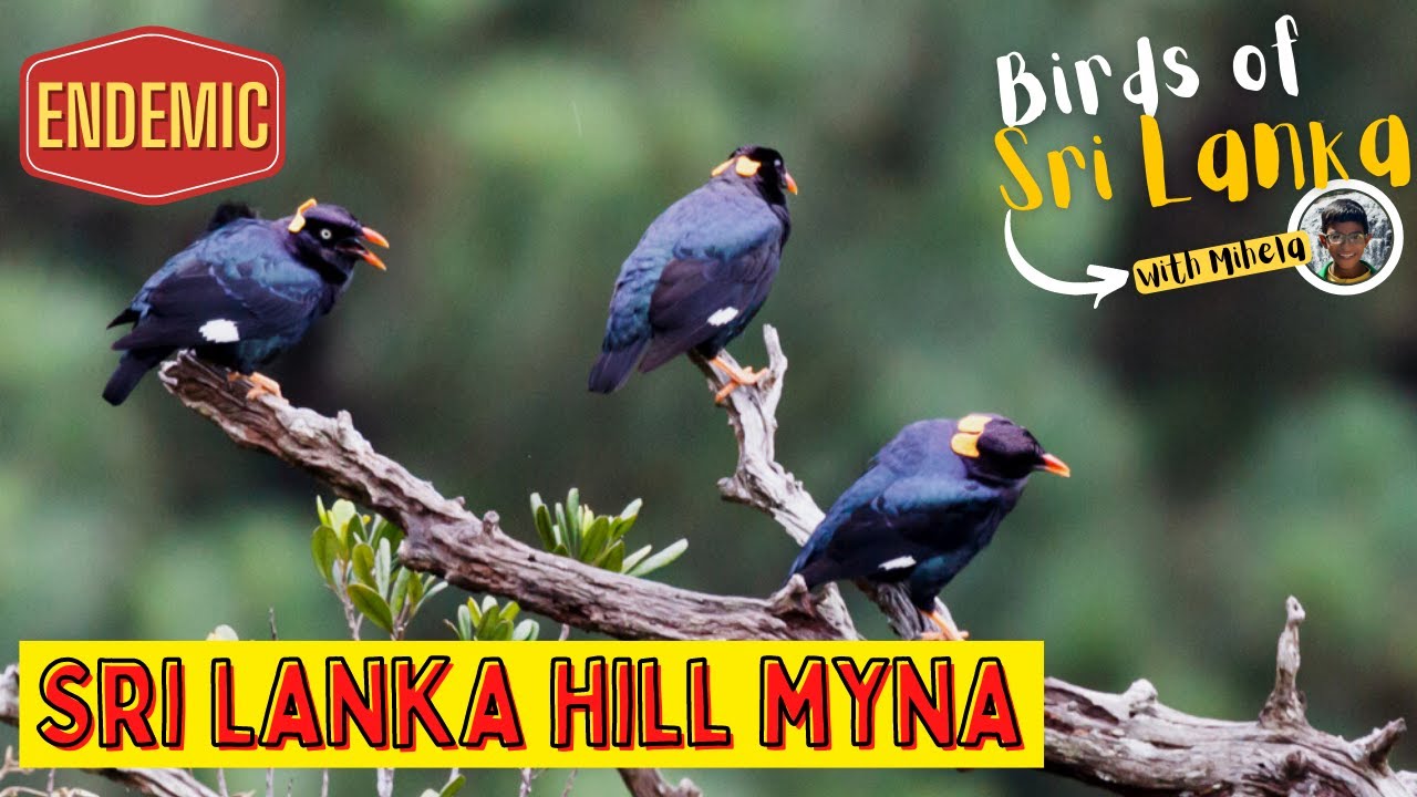 SRI LANKA HILL MYNA | Birds of Sri Lanka with Mihela | Ceylon Myna, Sri ...