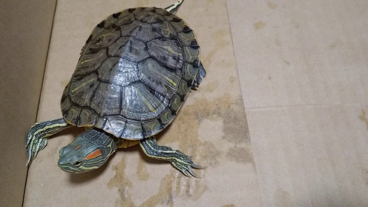 Crayfish baby is ready for war. What about you turtle? - YouTube