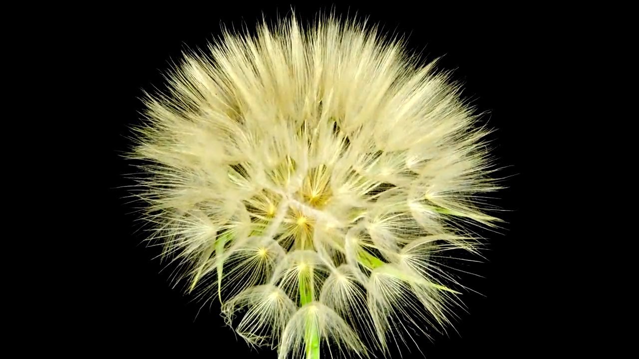 Flower Time Lapse - YouTube