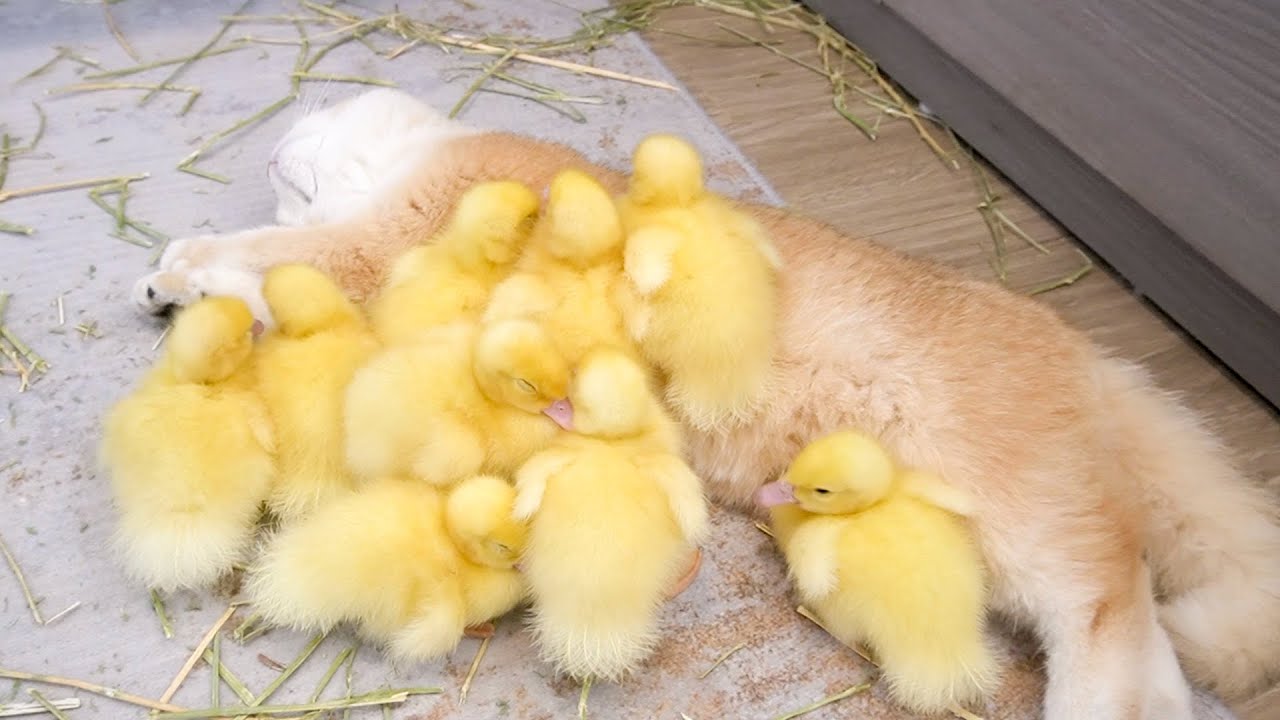 Mother cat and ducklings play and sleep together every day.They are ...