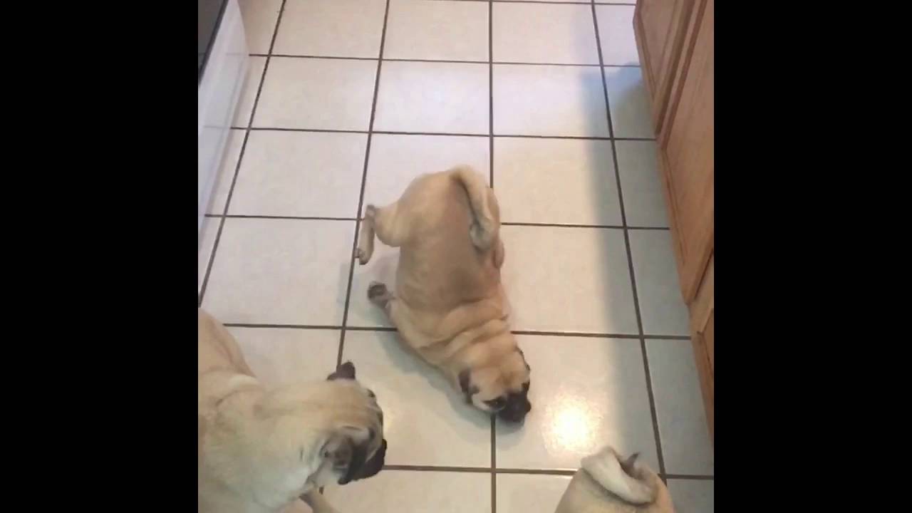 Ultimate Pug Fails (Slow Mo) - YouTube