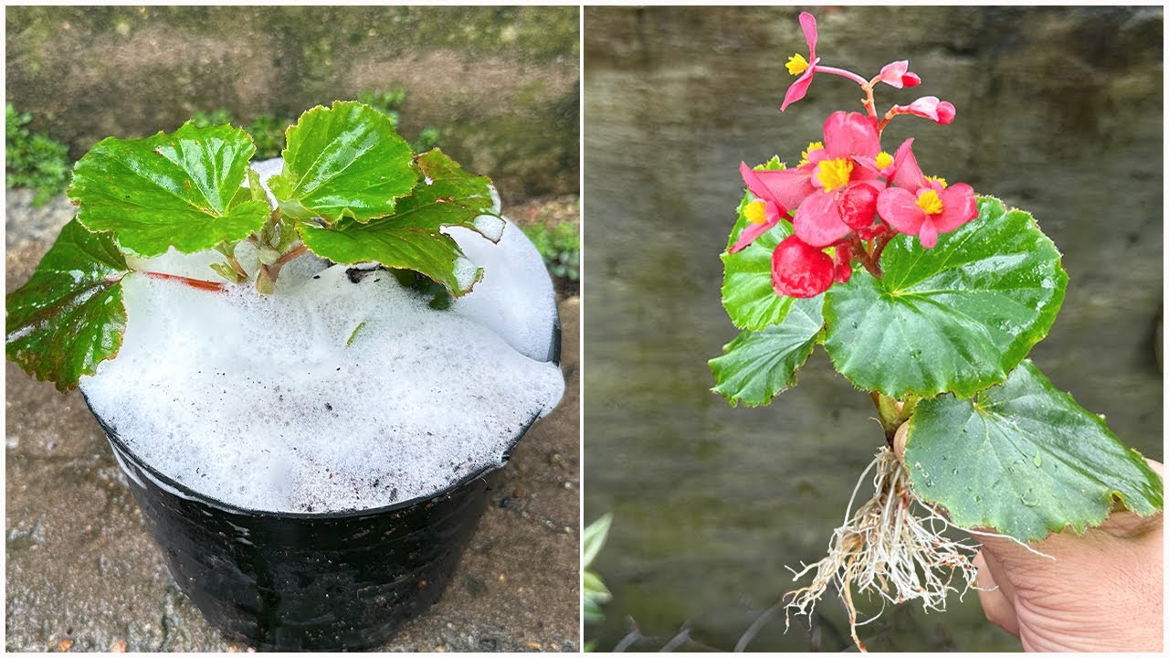 Do this now and your begonias will not get stem rot and will root ...